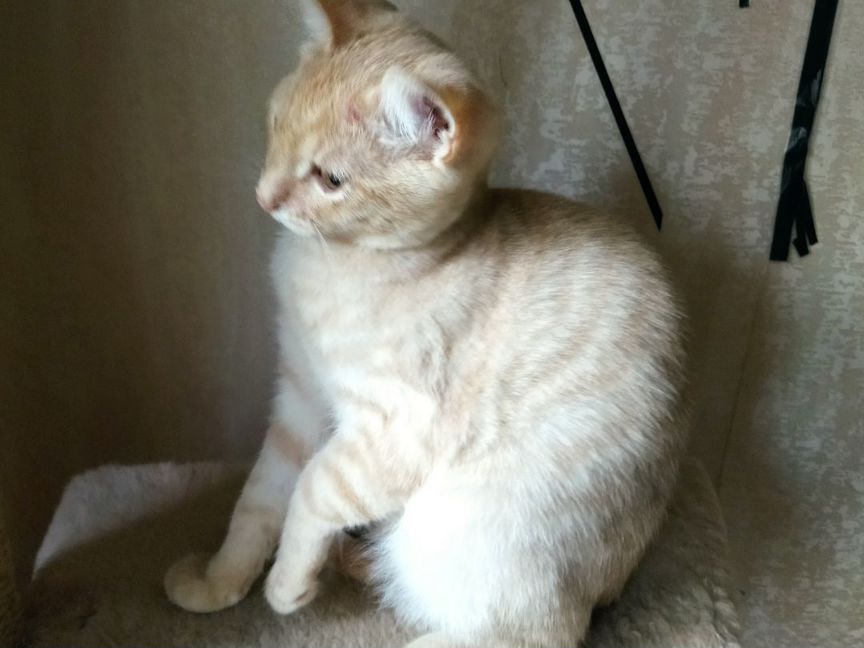 Рыжий котенок в добрые руки