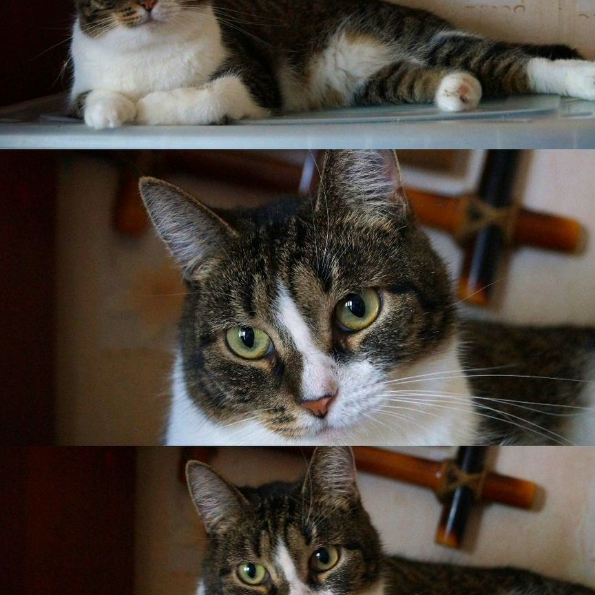 Кошка Вафля ищет дом