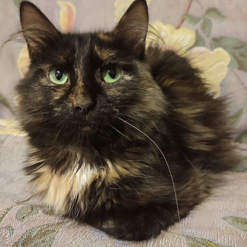 Сибирский котёнок