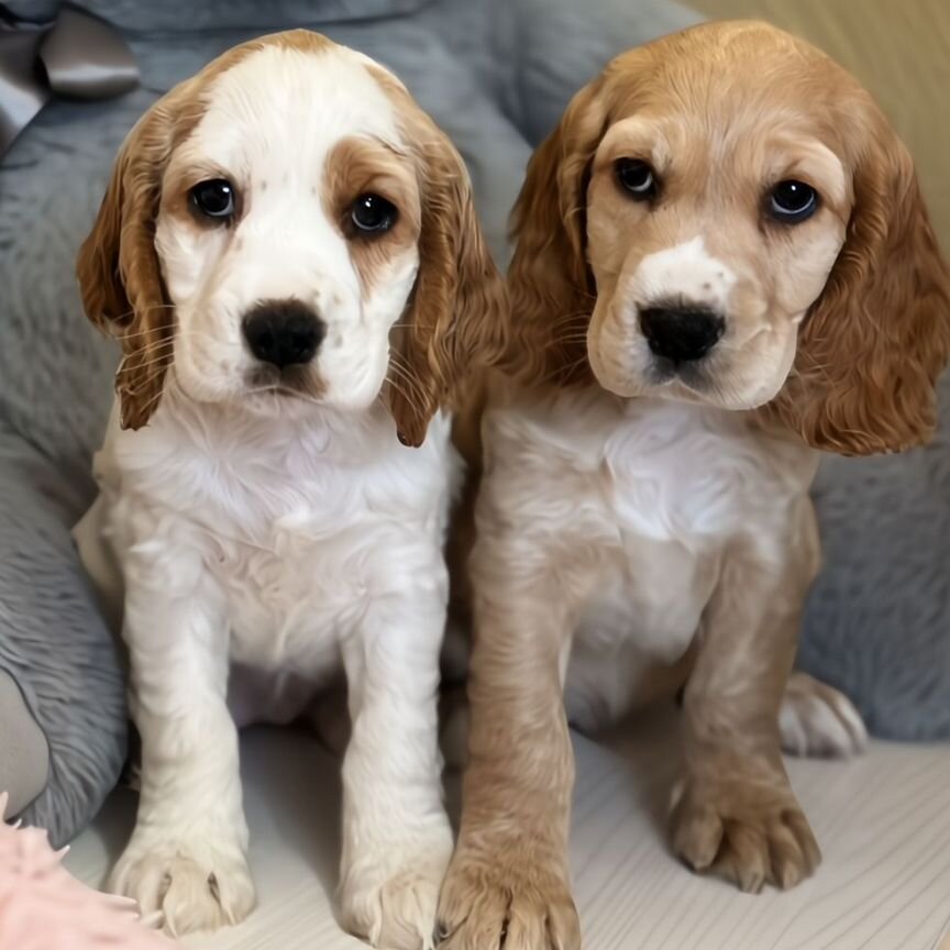 Английский кокер-спаниель, щенок