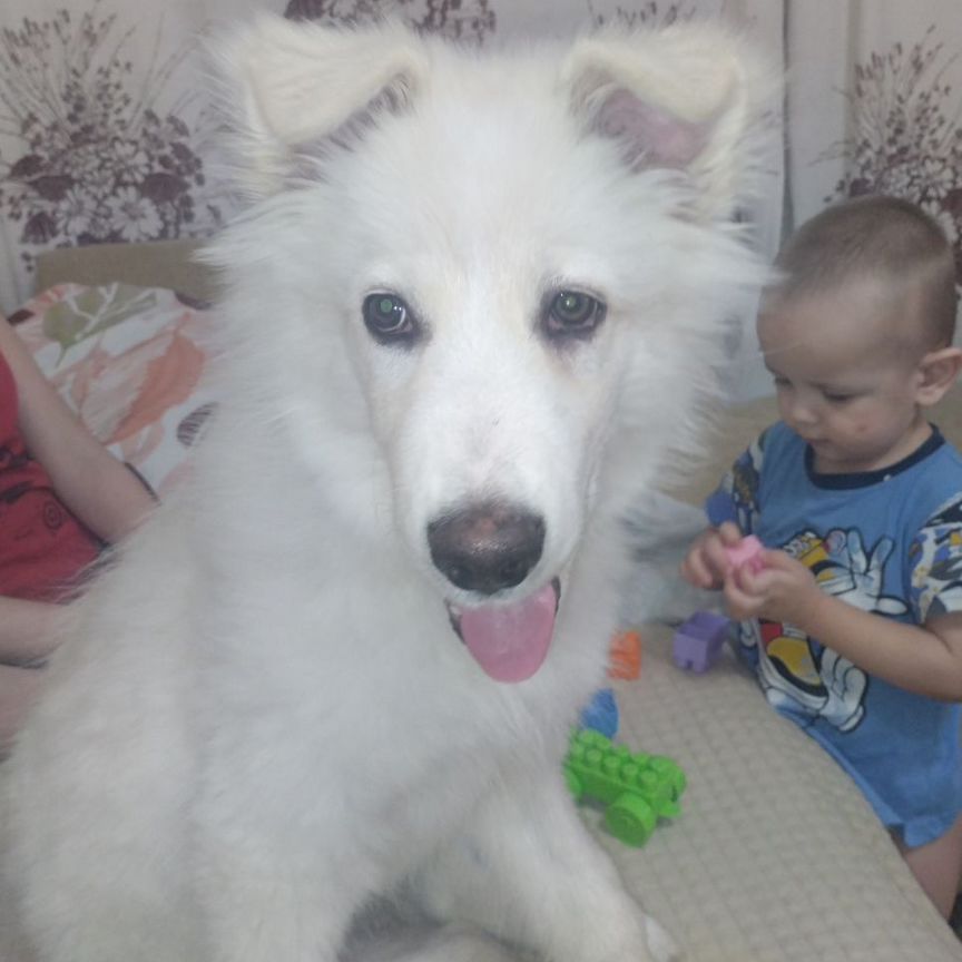 Щенок в добрые руки