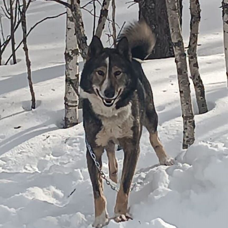 Зсл лайка вязка