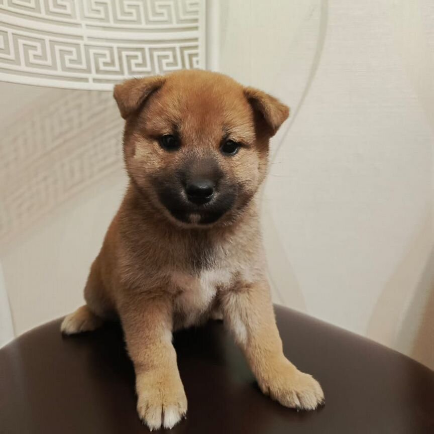 Щенки сиба ину