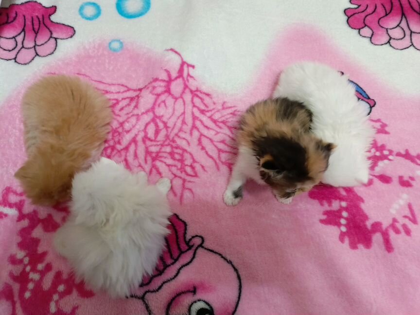 Персидские котята