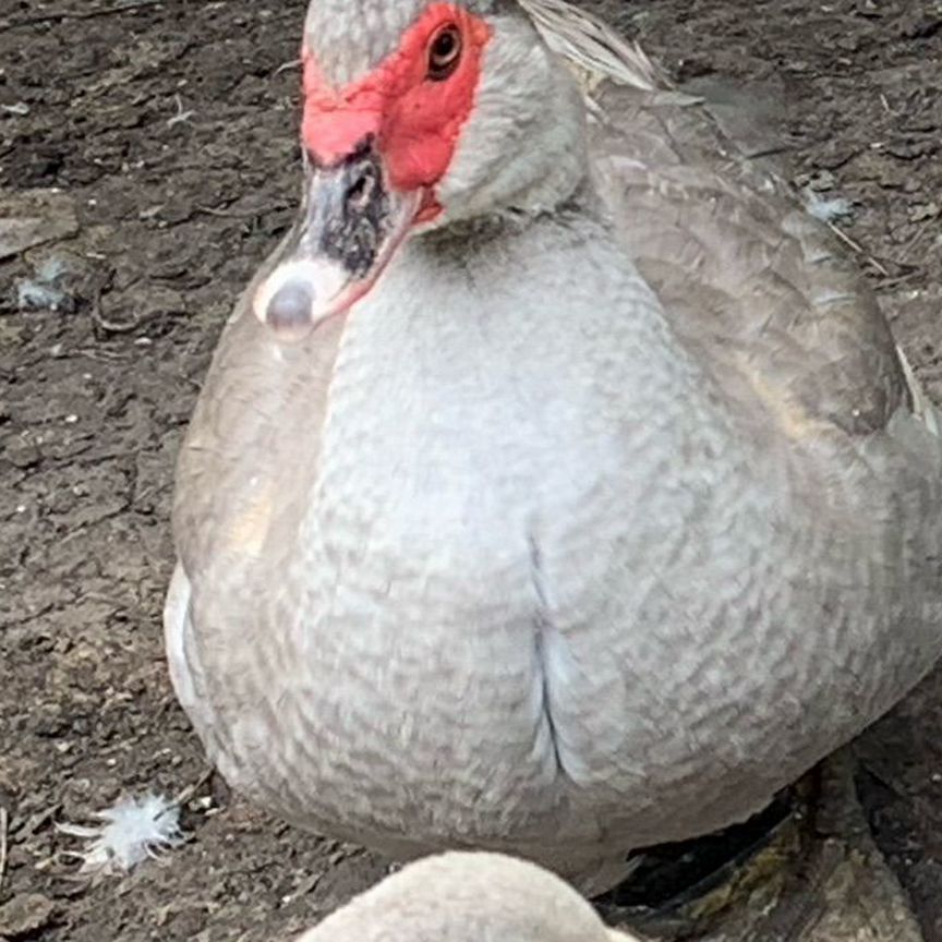 Утка утак мускусная Лаванда тяжелой линии