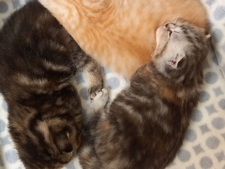 Шотладская вислоухие и прямоухие котята