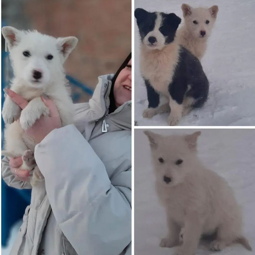 Щенок в добрые руки