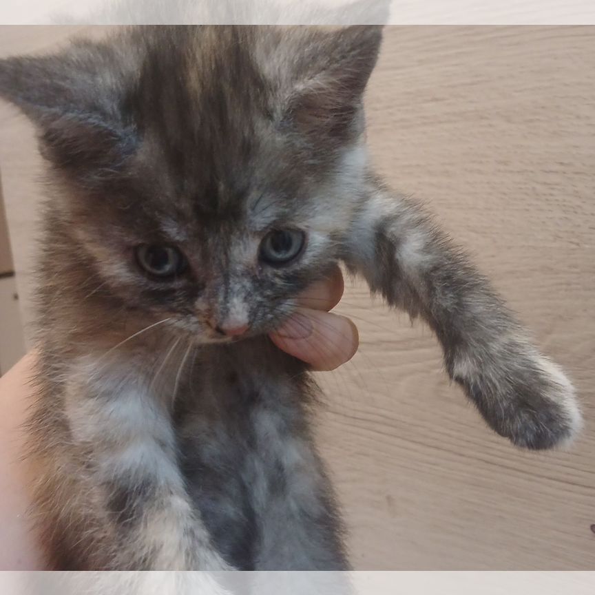 Кошечка