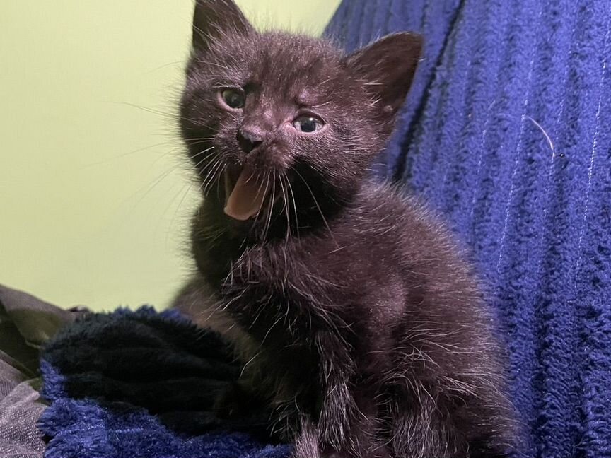 Кошка