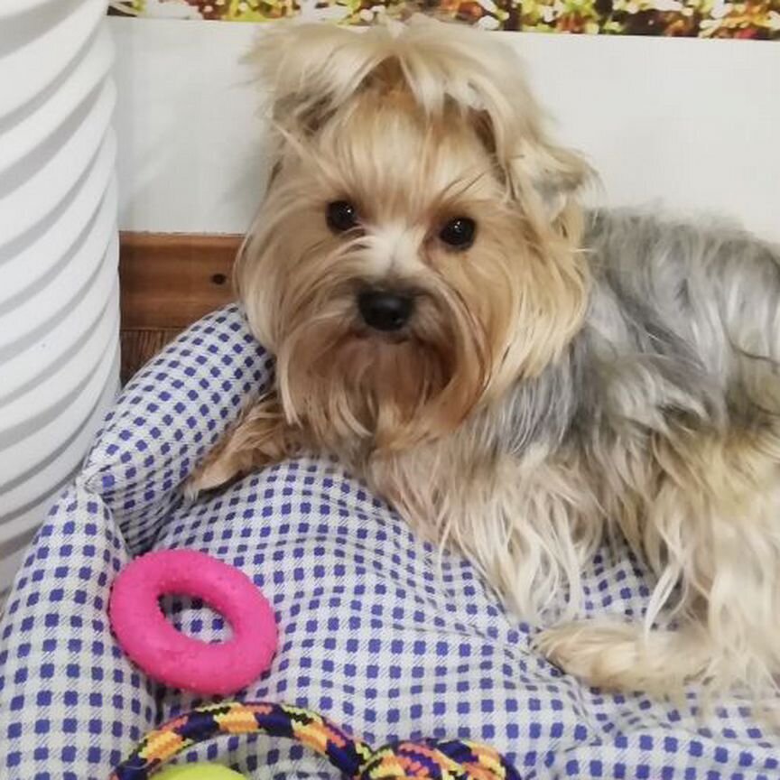 Йоркширский терьер