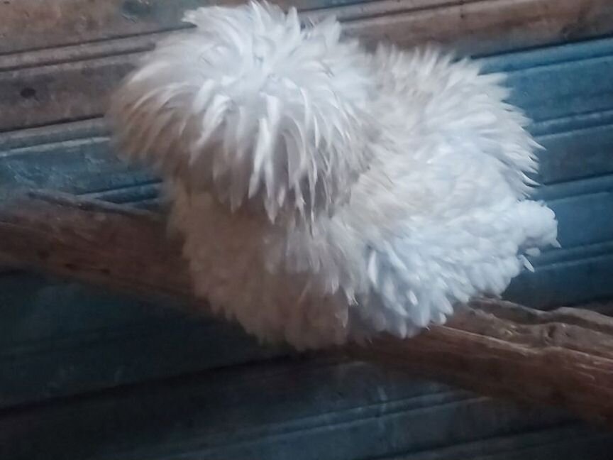 Инкубацыонное яйцо кур породы падуан