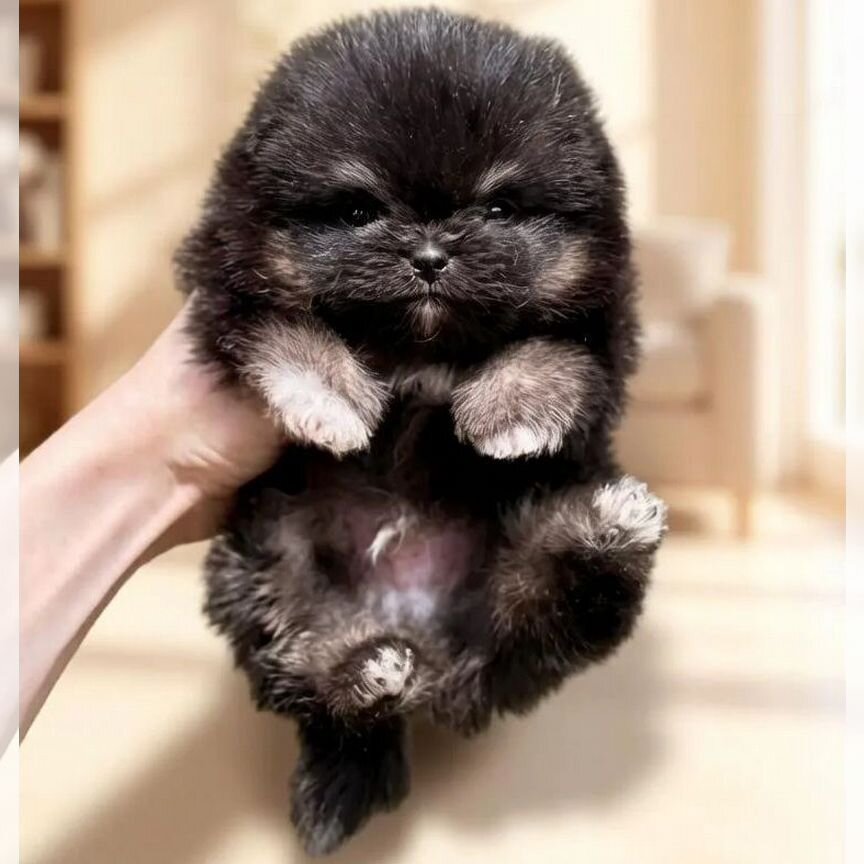 Померанский шпиц, щенок