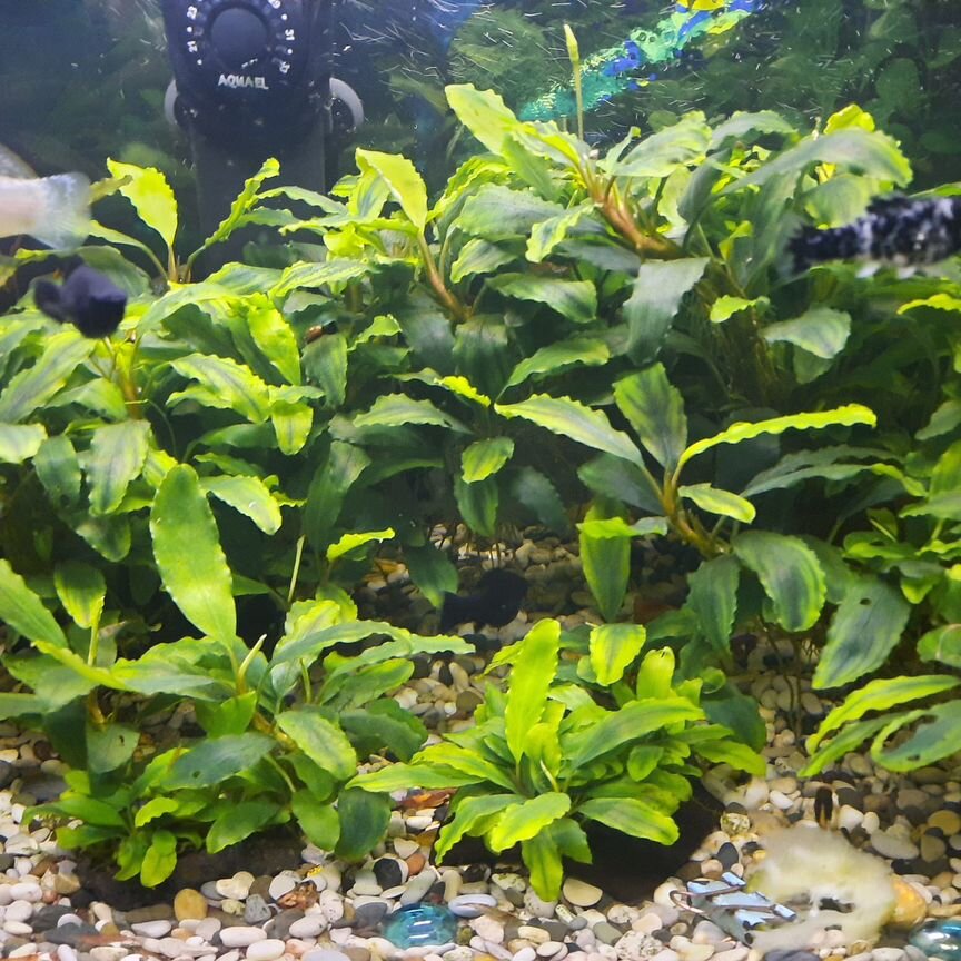 Буцефаландры