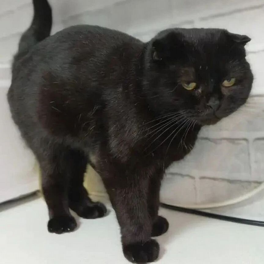 Взрослая, кошка в добрые руки