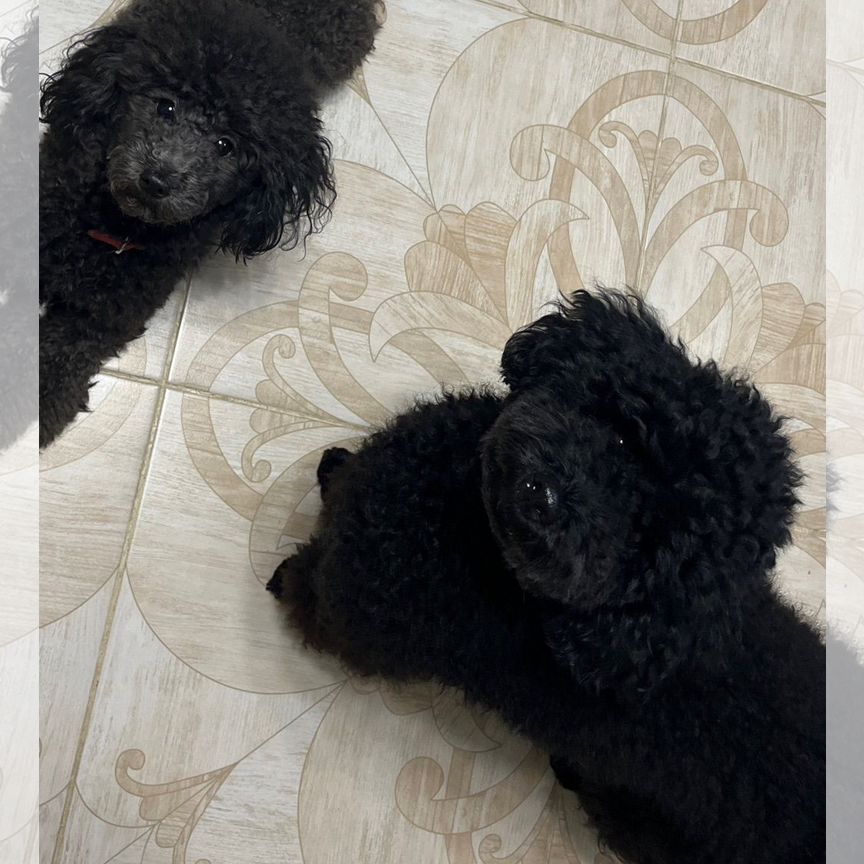 Пудель, щенок