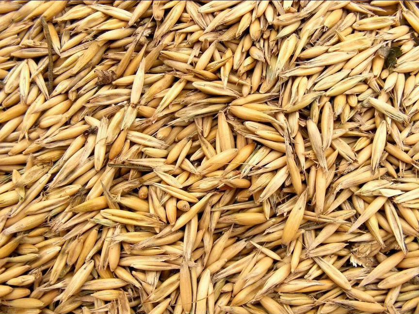 Кормовой овёс, Гречиха на корм