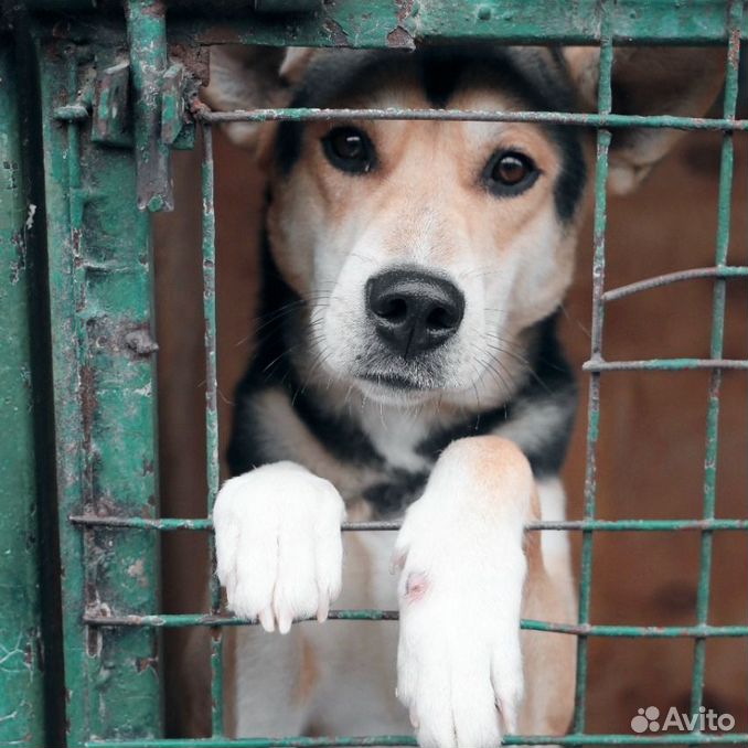 Милый пес Патрик ждет хозяина в приюте