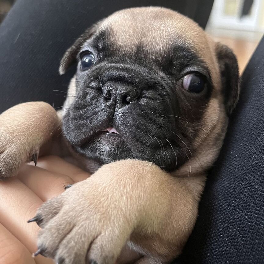 Французский бульдог, щенок