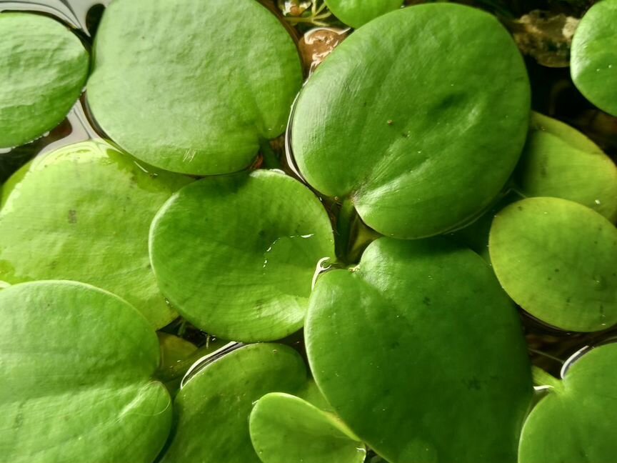 Лимнобиум за шоколадку