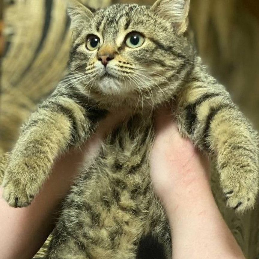 Самый красивый котенок в добрые руки бесплатно