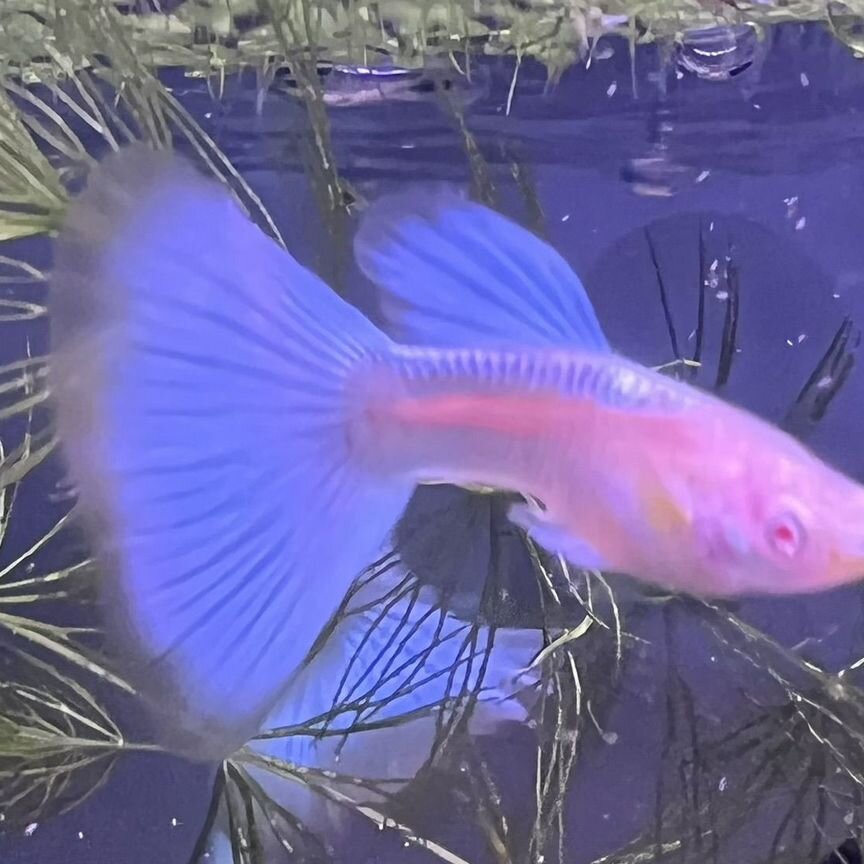 Гуппи чистая линия Блу скай Альбино