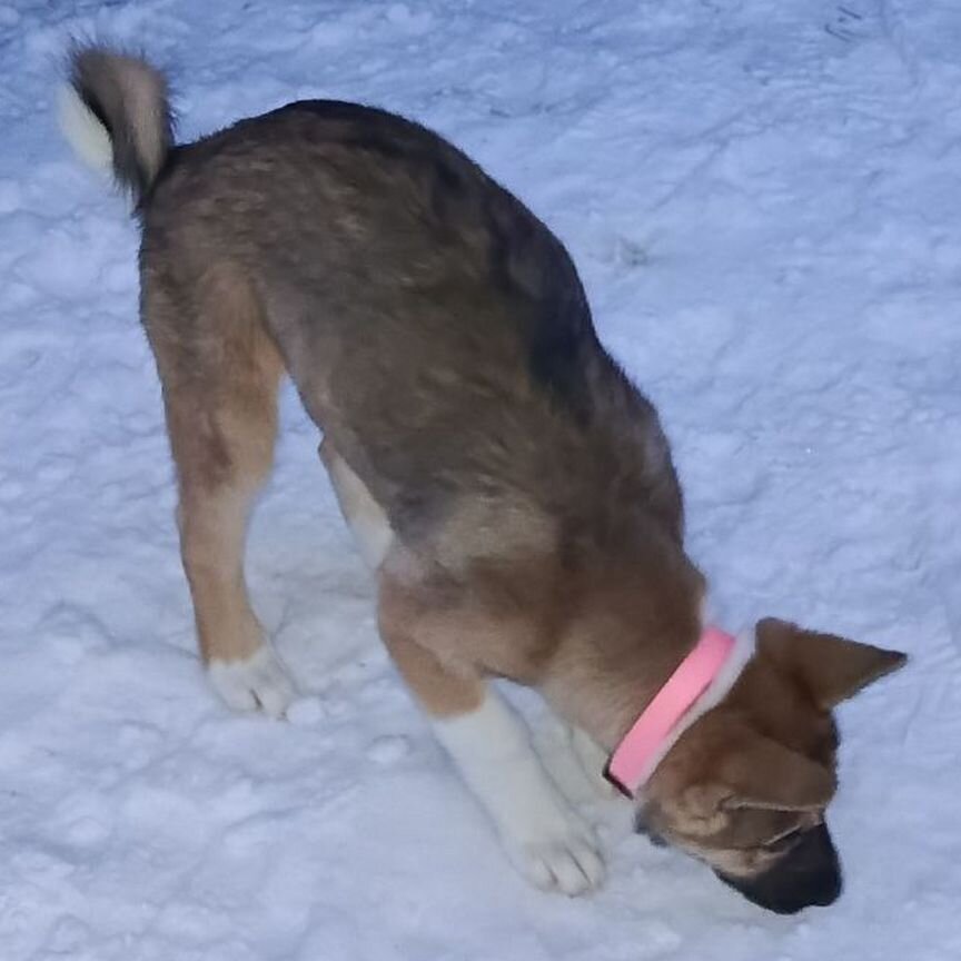 Американская акита щенок