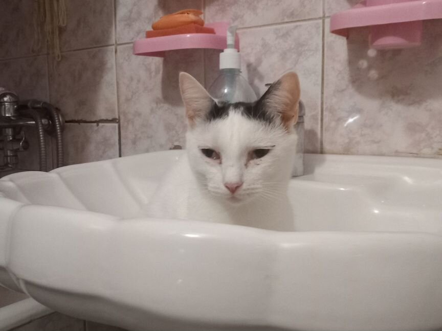 Кошечка Муля