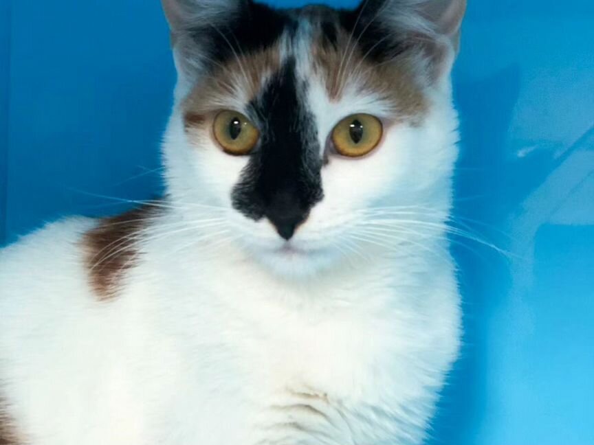 Трехцветную кошечку выпустят на улицу