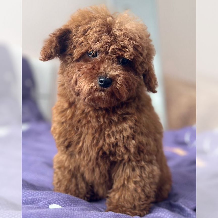 Пудель, щенок