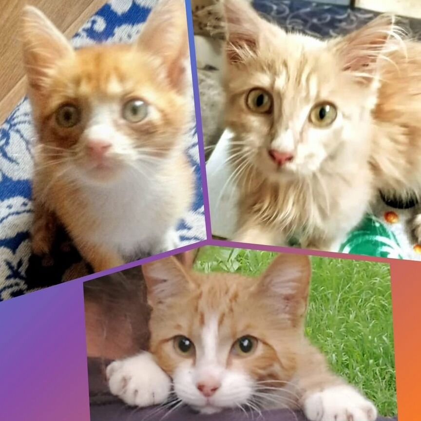 Котята в добрые руки