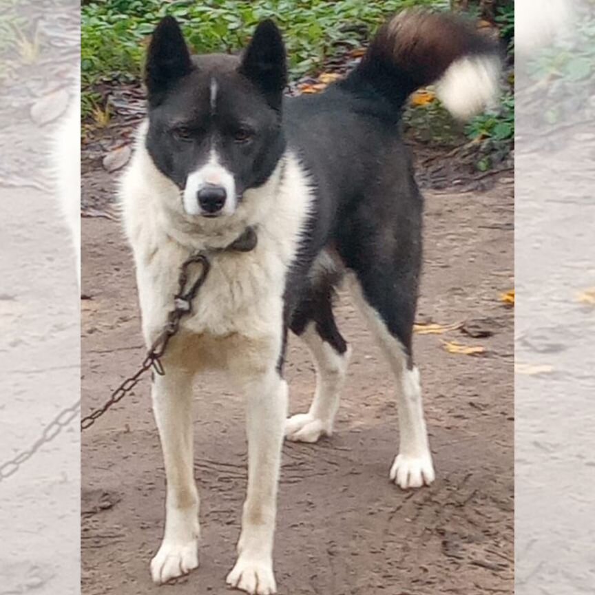 Взрослый пёс в добрые руки