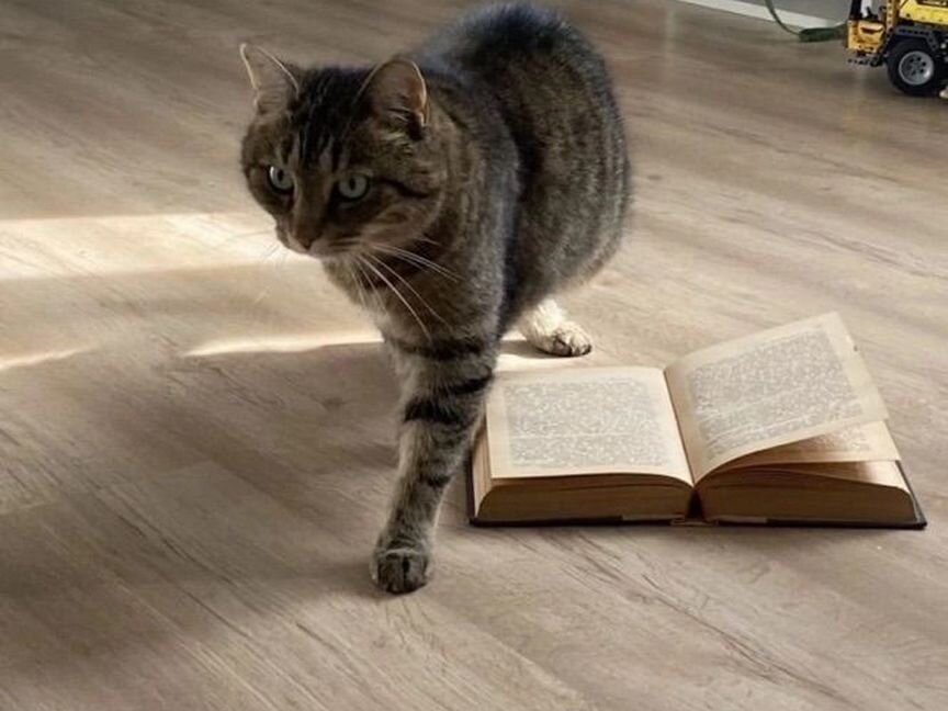 Кошка Ханна ищет дом