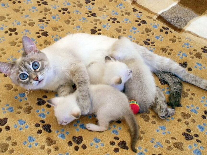 Тайские котята редкого окраса