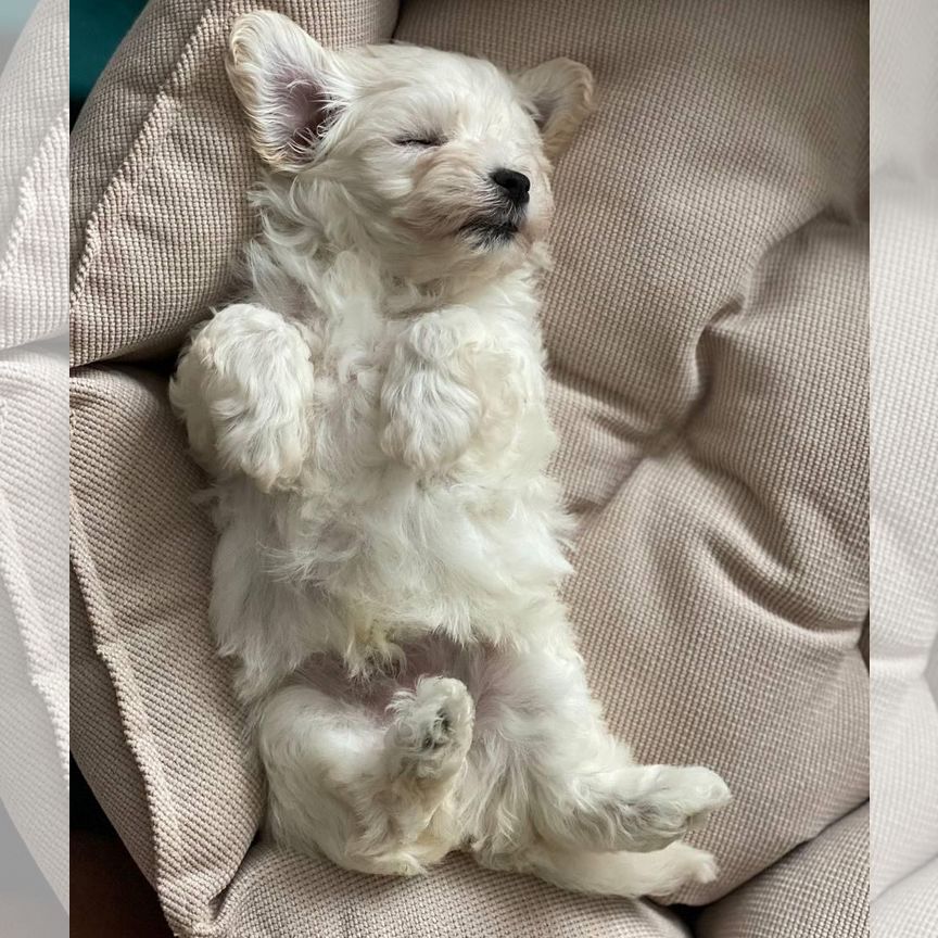 Крошки щеночки мальтипу