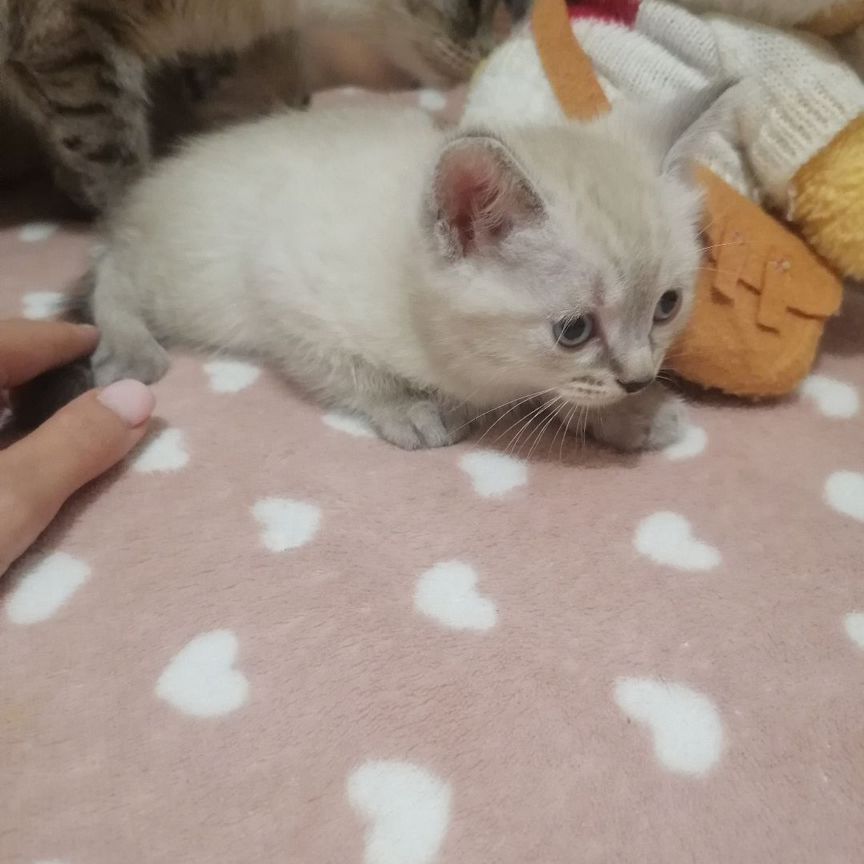 Тайские котята бесплатно