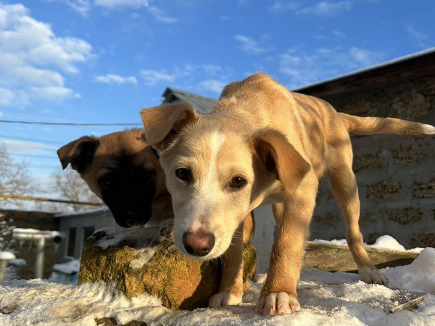 Щеночки мальчики от маленькой собачки