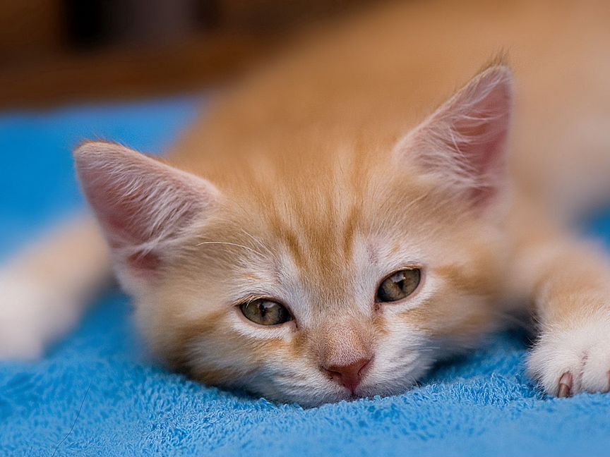 Лапочка котенок мальчик