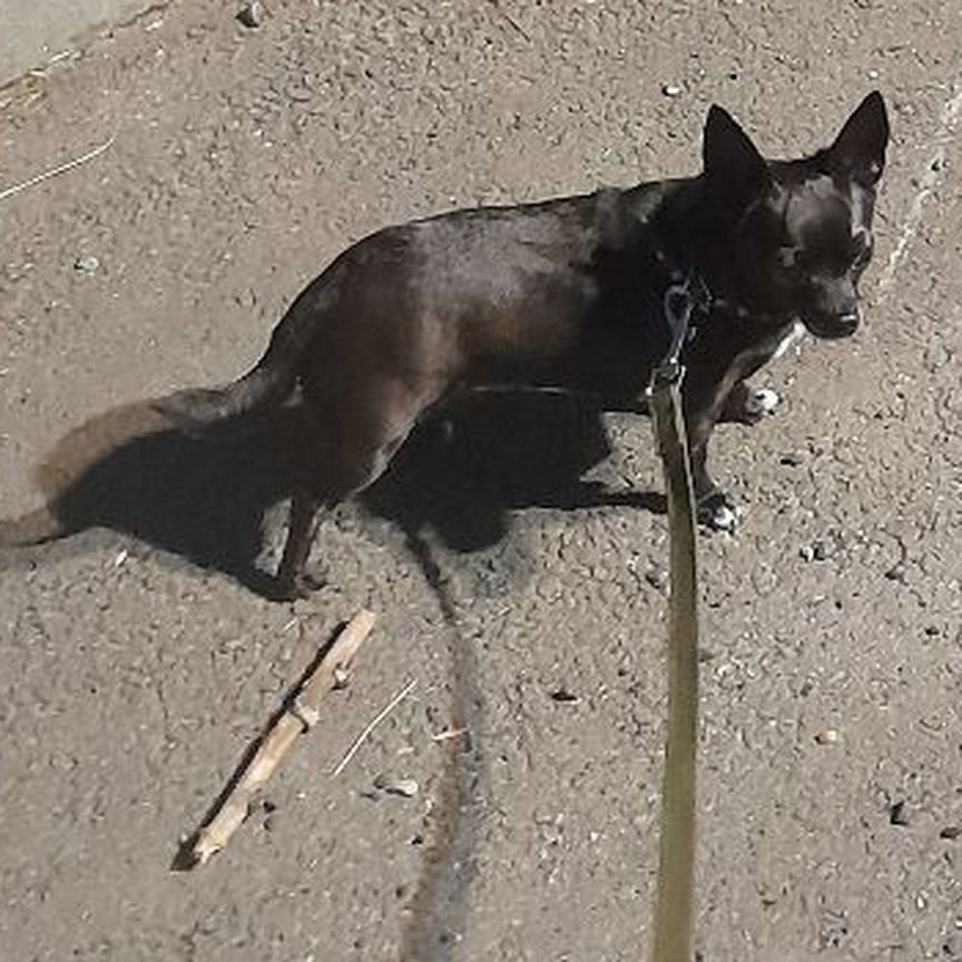 Потерялась собака чихуахуа