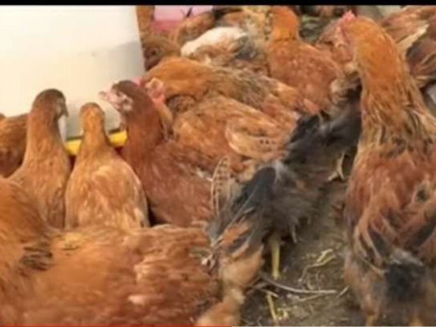 Куры несушки