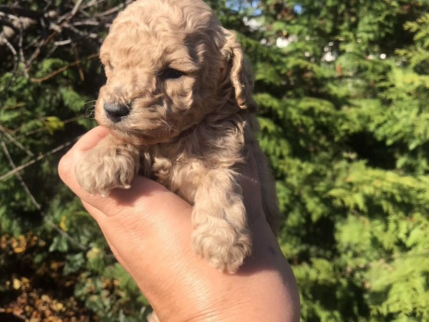 Той-пудель тикап