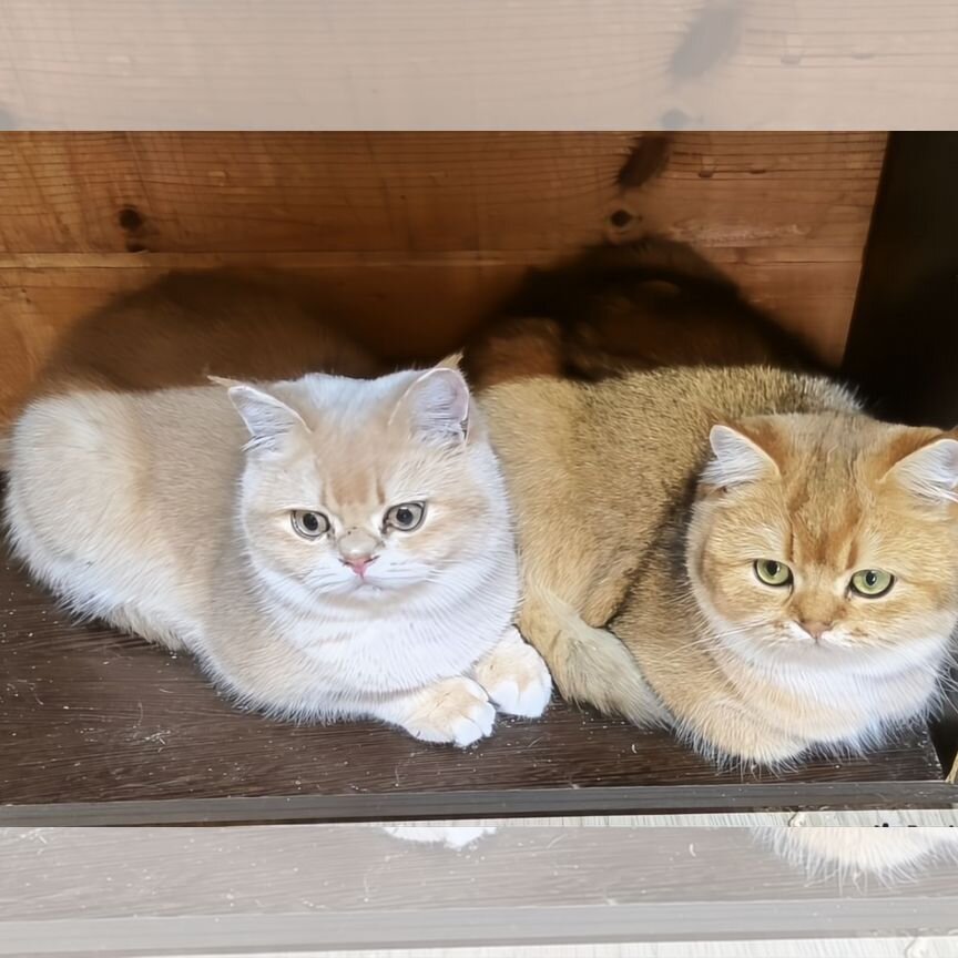 Британский короткошёрстный котёнок