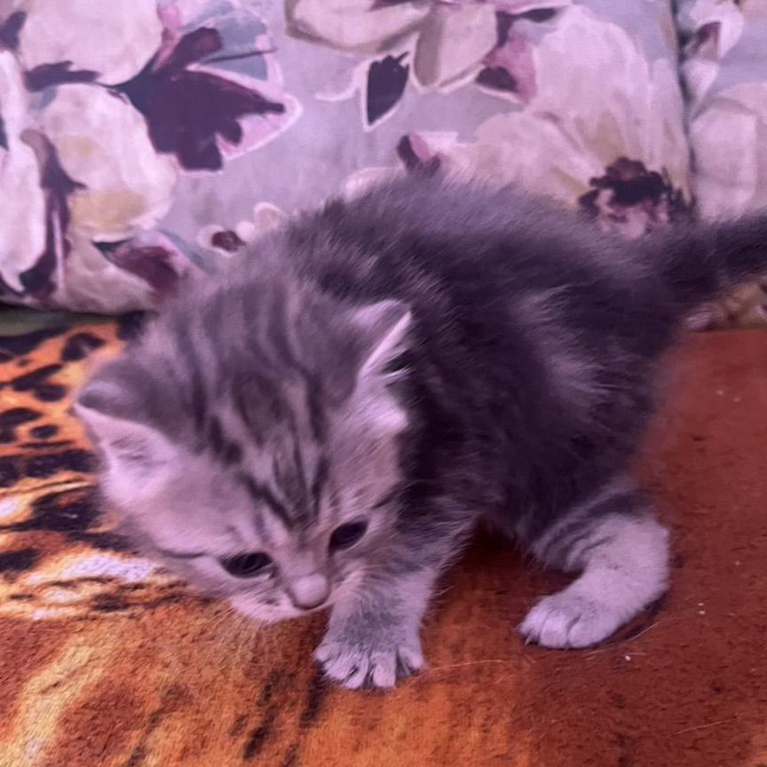 Шотландский прямоухий короткошёрстный котёнок