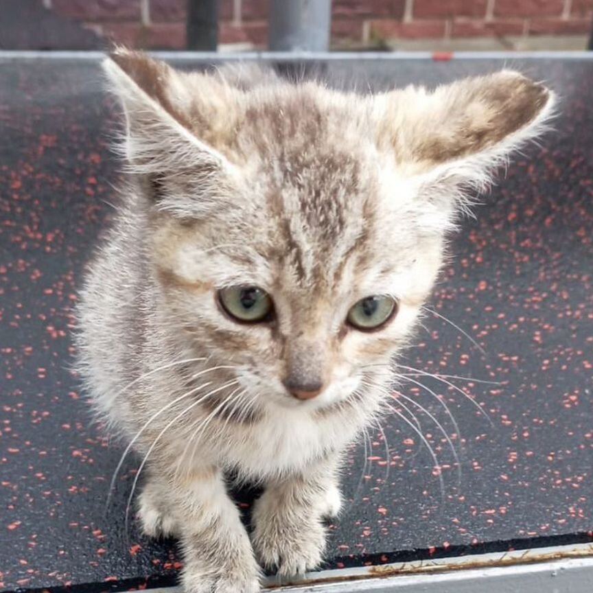 Котенок