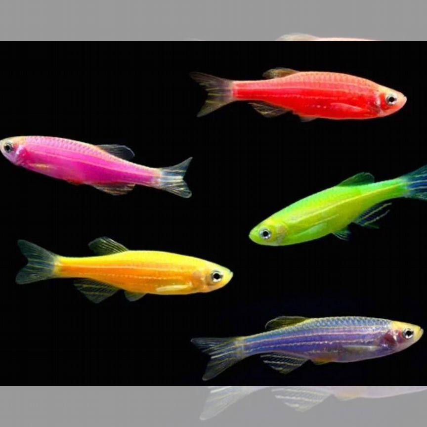 Аквариумные рыбки Данио