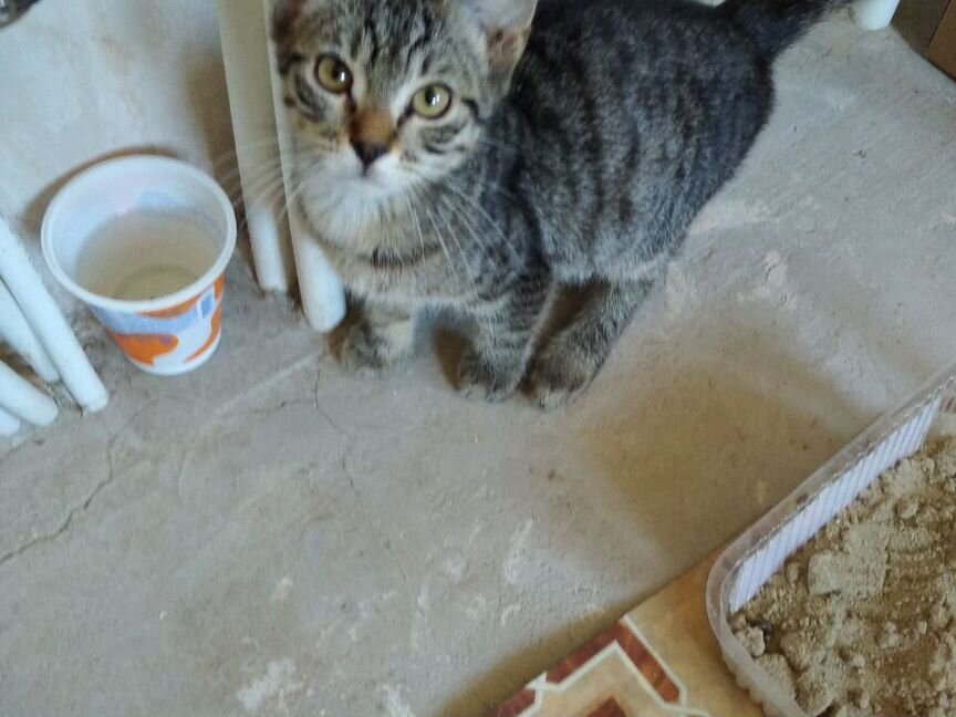 Котёнок (мальчик)
