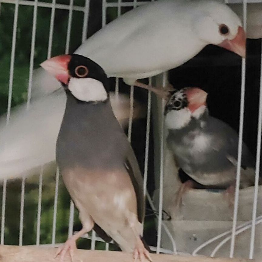 Рисовые амадины