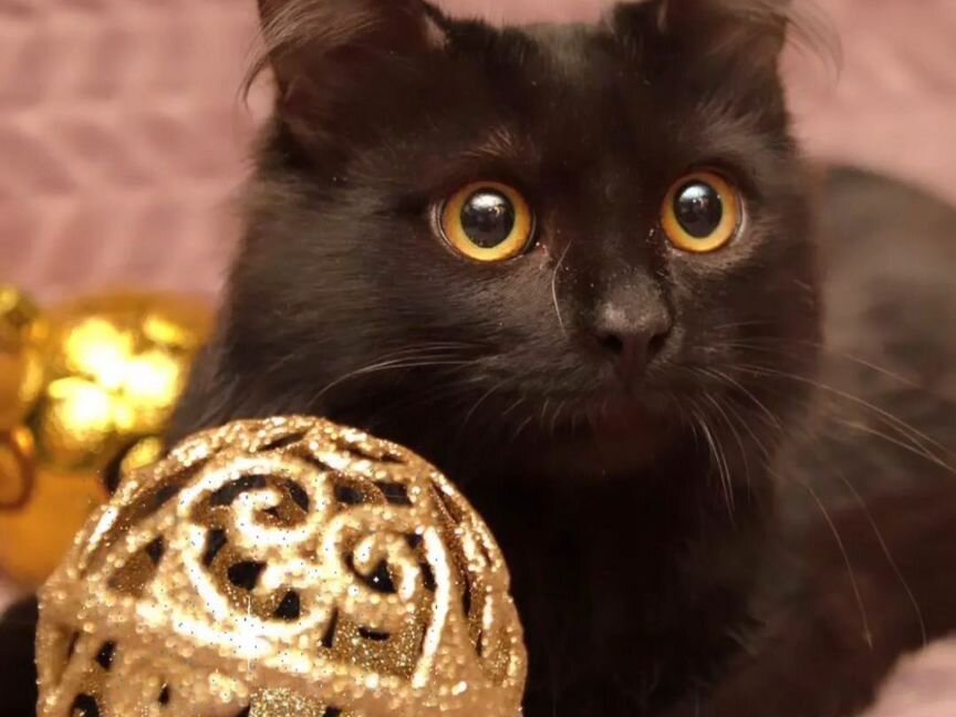 Черный котенок бесплатно