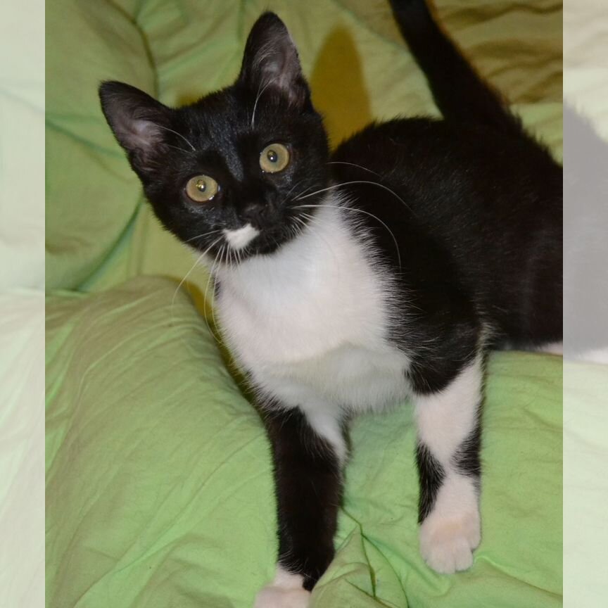 Котёнок в добрые руки