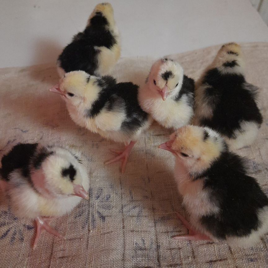 Цыплята породных кур