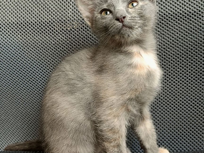 Котенок Малышка